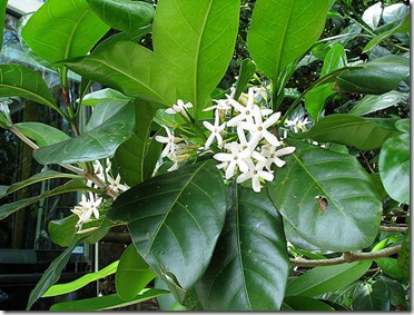 Online Garden Plants Australia: New! Randia fitzalanii (Native Gardenia ...